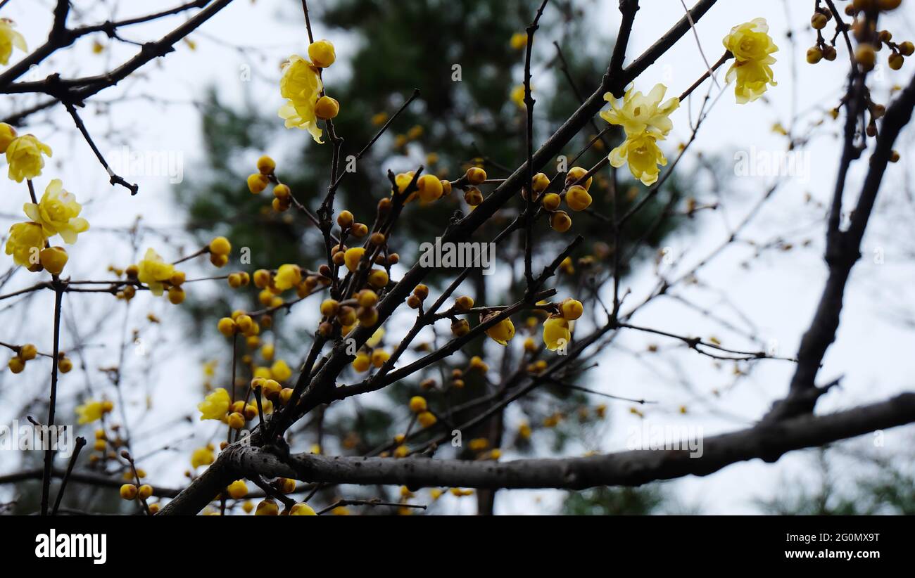 Culture plum hi-res stock photography and images - Alamy