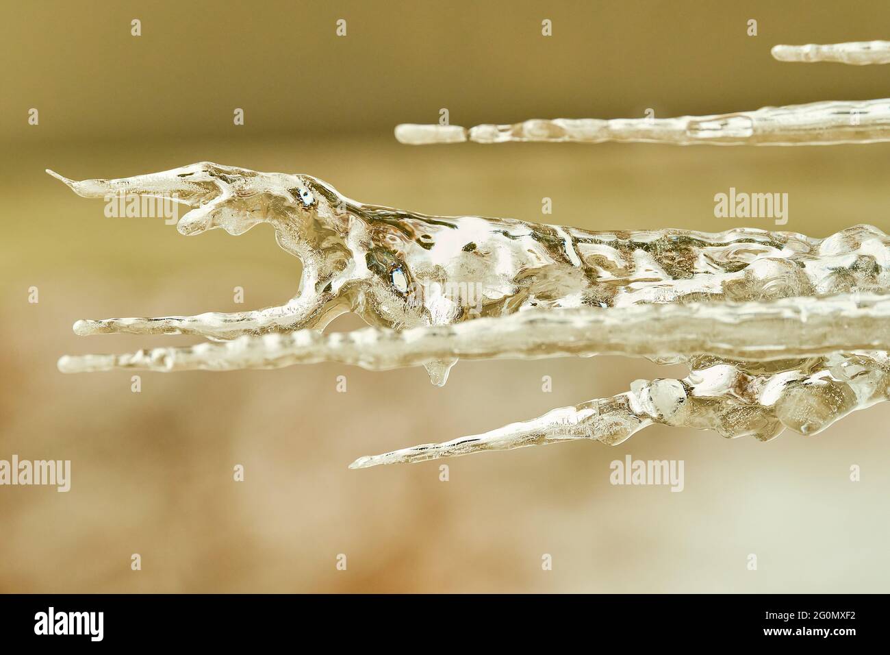 Icicle formed in an animal image Stock Photo - Alamy