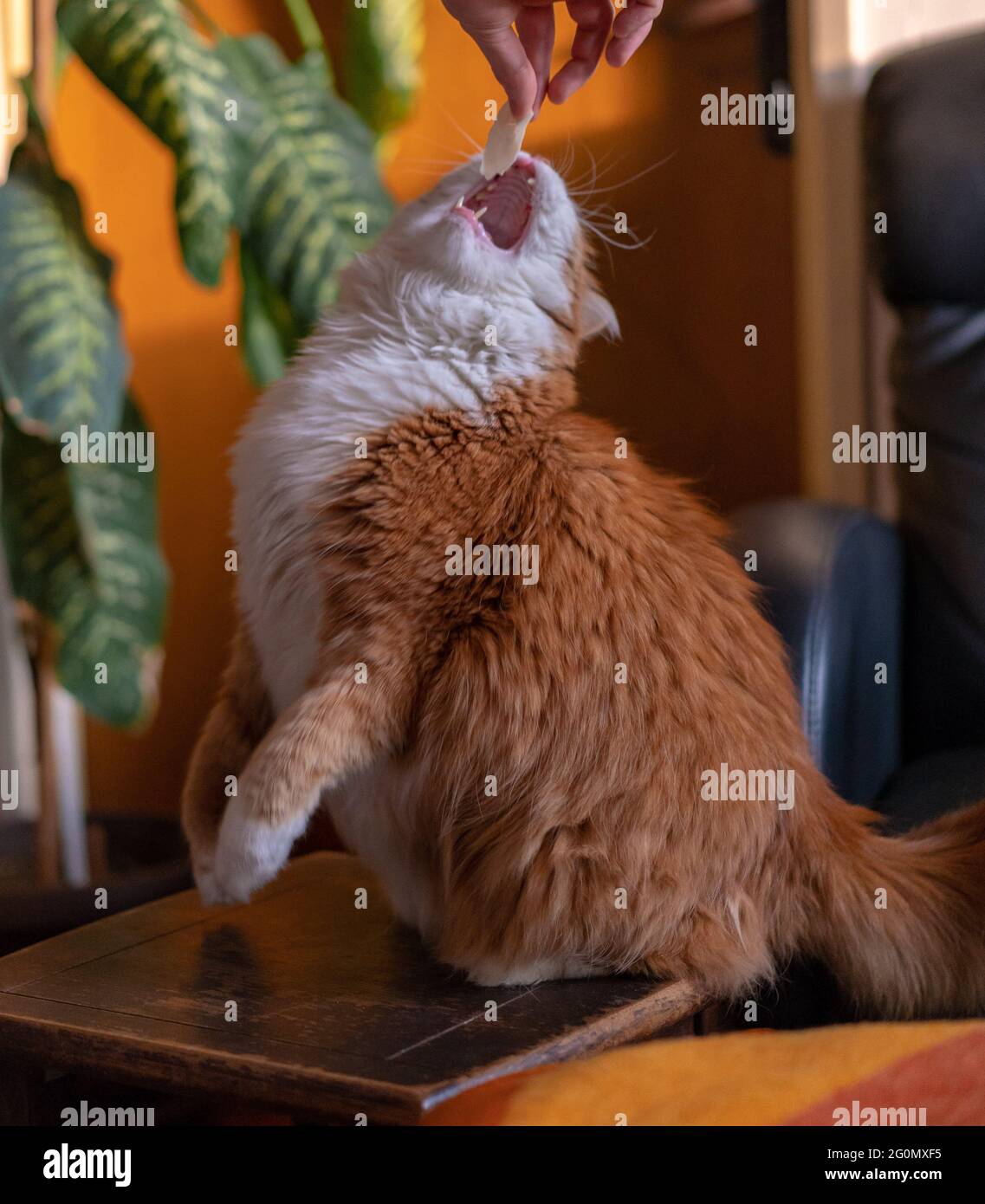 Furry being hi-res stock photography and images - Alamy