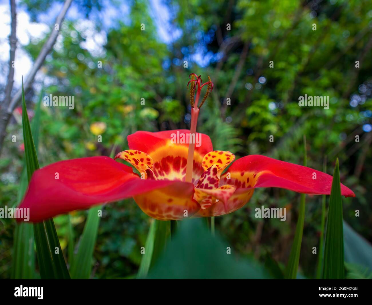 Peacock tiger flowers hi-res stock photography and images - Alamy