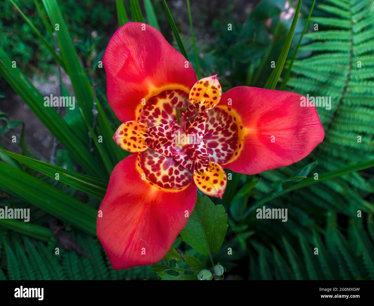 Peacock tiger flowers hi-res stock photography and images - Alamy