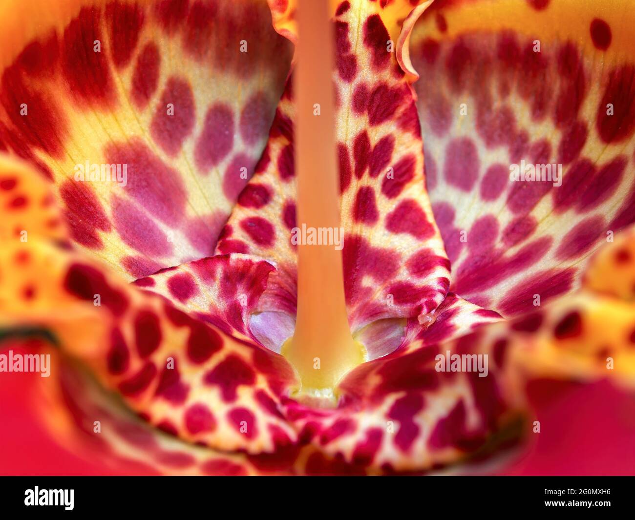Macro photography of the colorful details of an exotic tiger flower ...