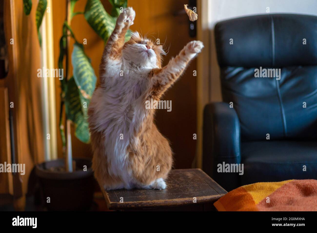 Cat trying to catch its tail hi-res stock photography and images - Alamy