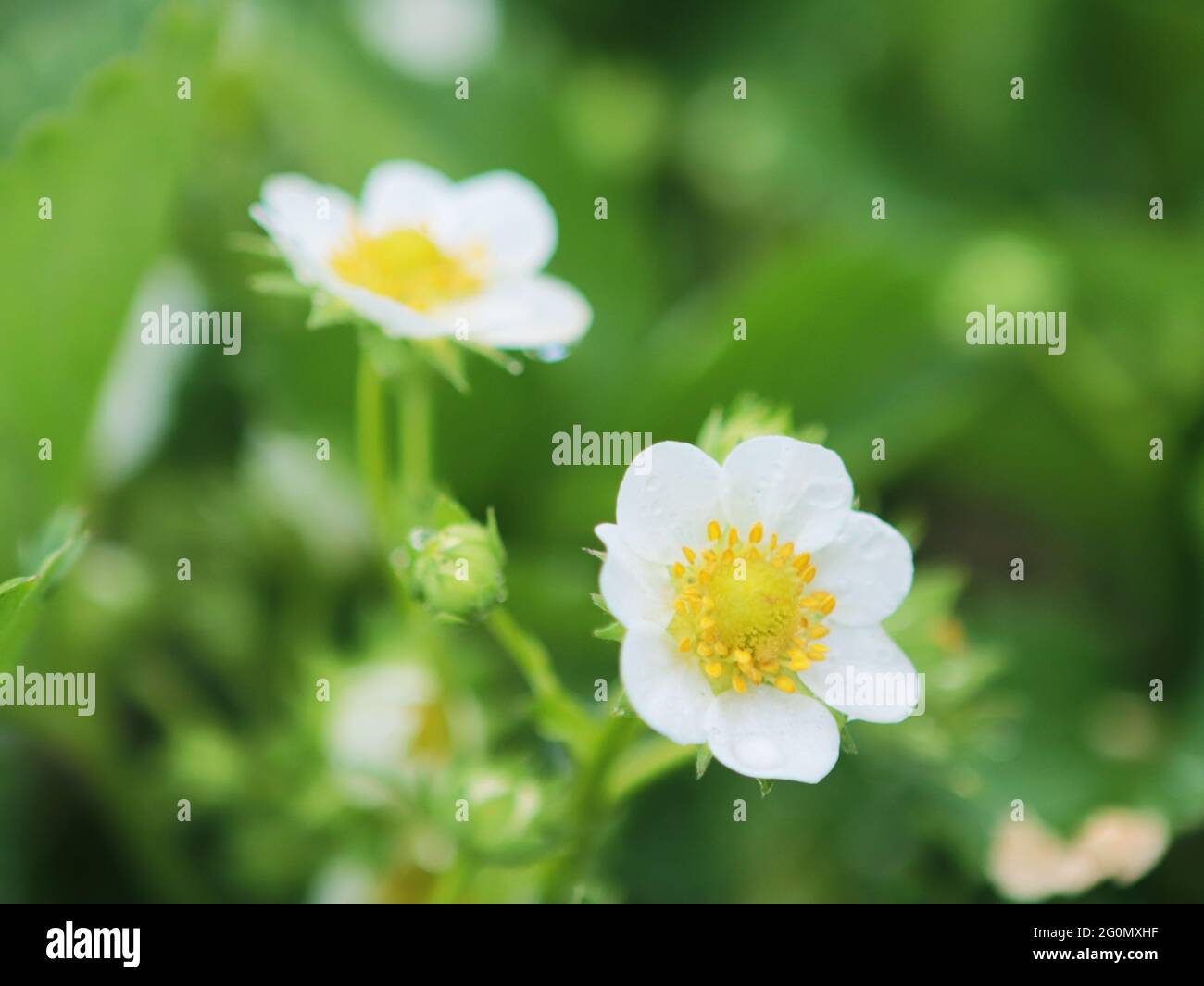 White strawberry plant hi-res stock photography and images - Alamy