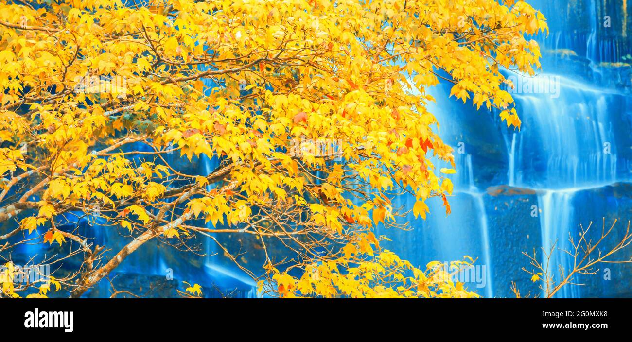 Bright maple trees in front of a waterfall in autumn, yellow and red ...