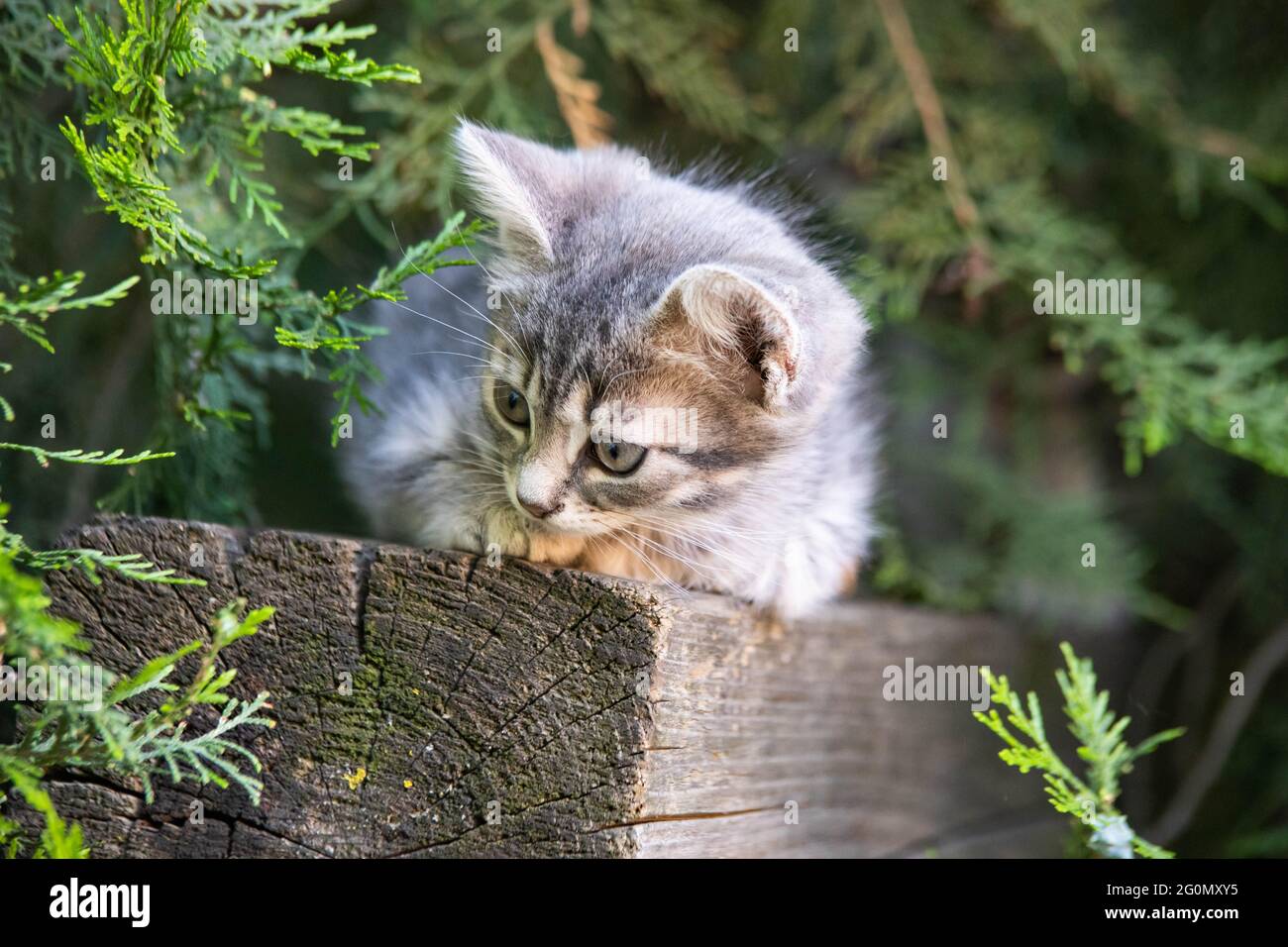 Cat spruce hi-res stock photography and images - Alamy