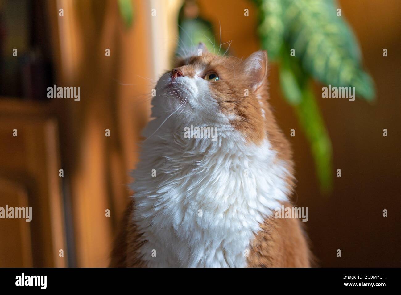 Beautiful orange furry cat looking up Stock Photo - Alamy