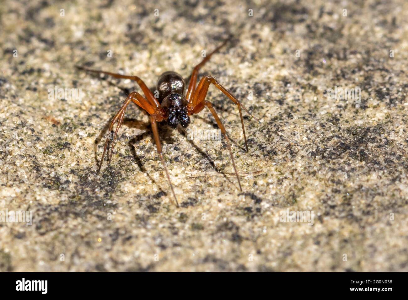 Money spiders linyphiidae hi-res stock photography and images - Alamy