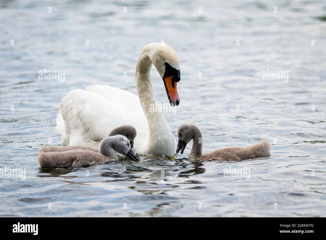 Mother swan feeding cygnets hi-res stock photography and images - Alamy