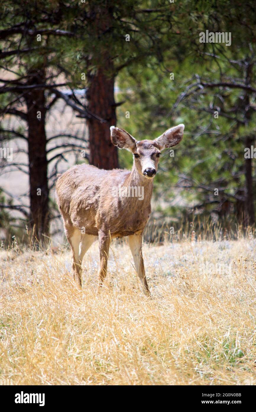 Female mule deer hi-res stock photography and images - Alamy