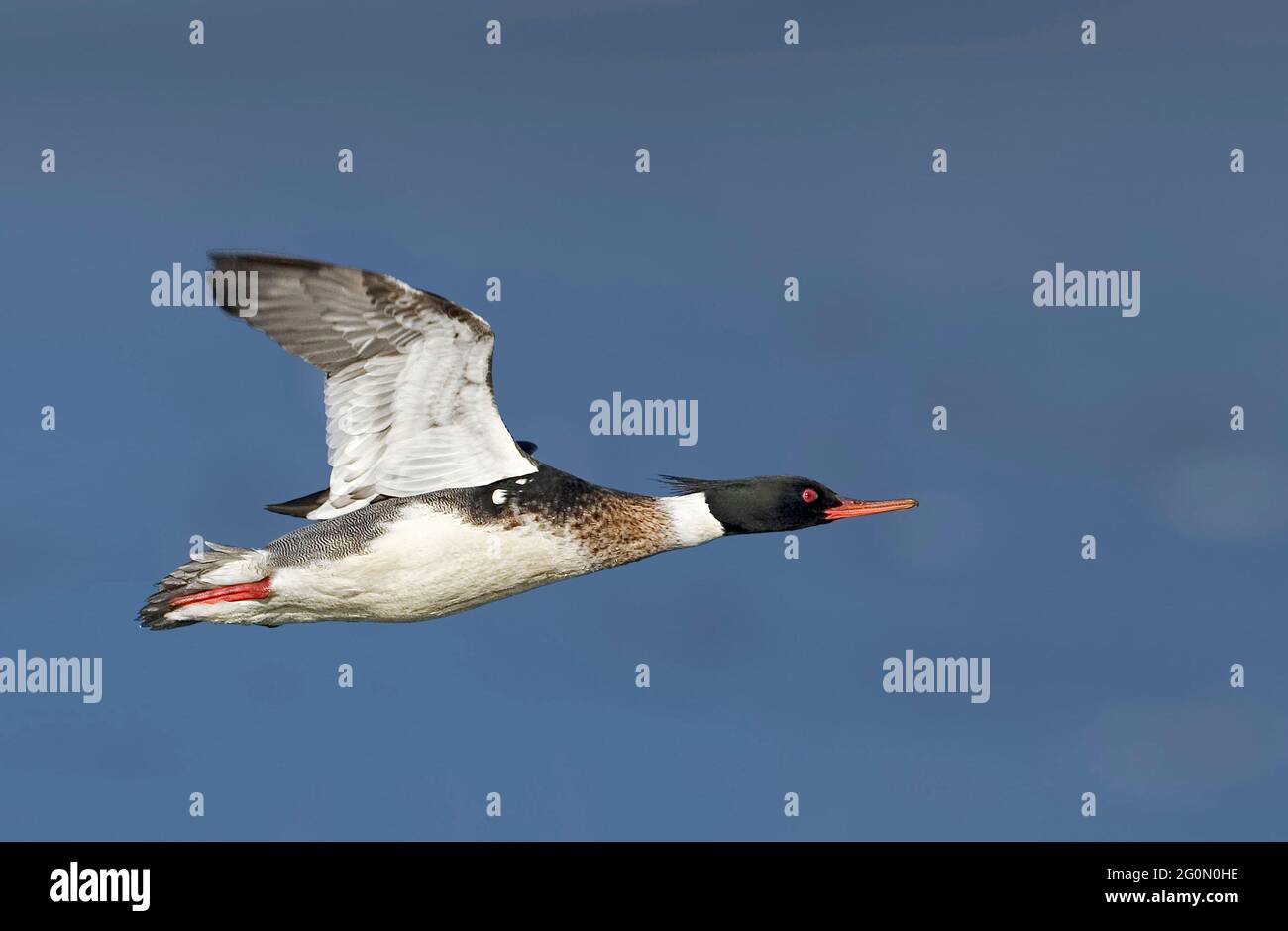 Red breasted goose flight hi-res stock photography and images - Alamy