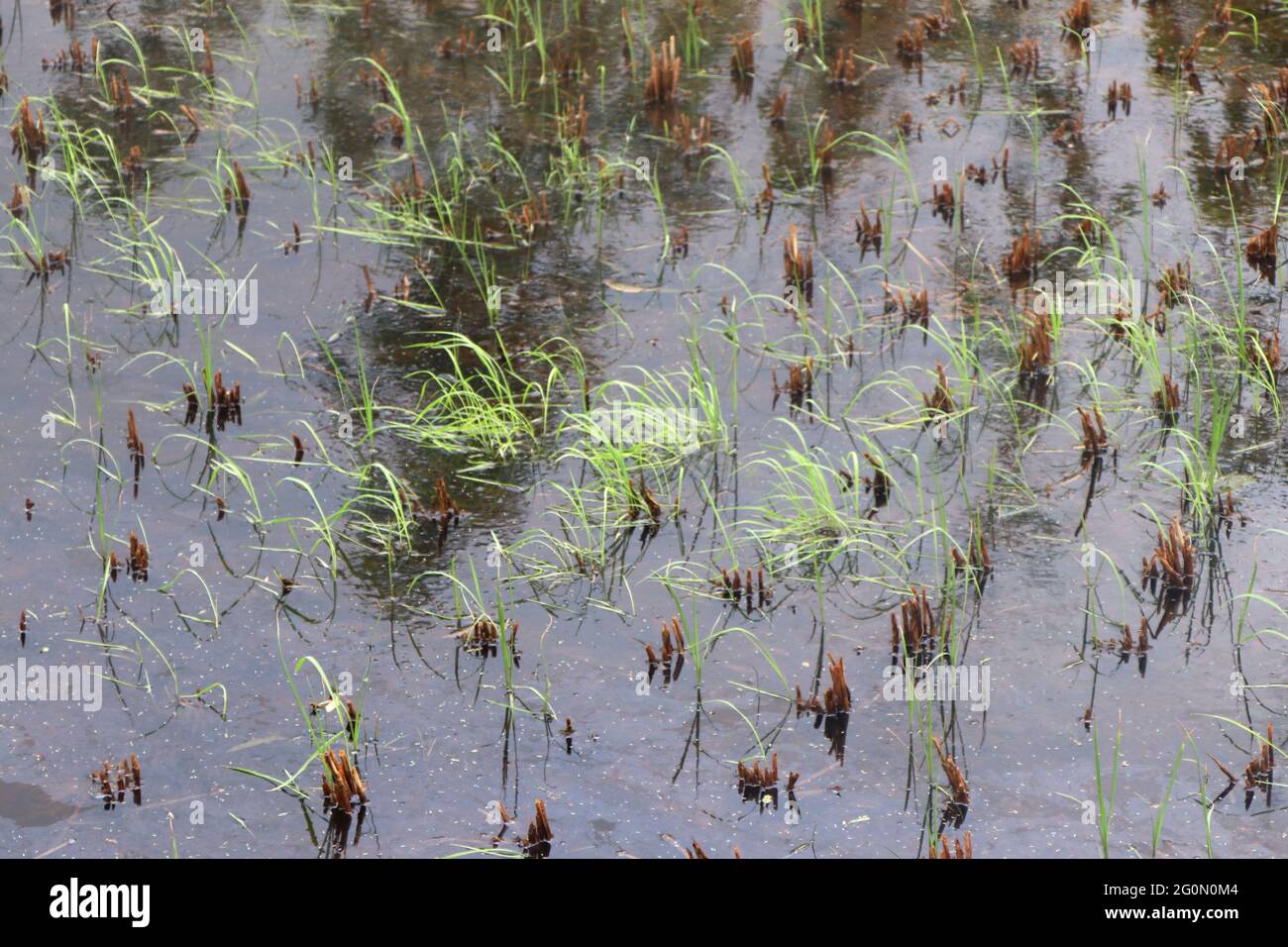 Orissa cyclone hi-res stock photography and images - Alamy