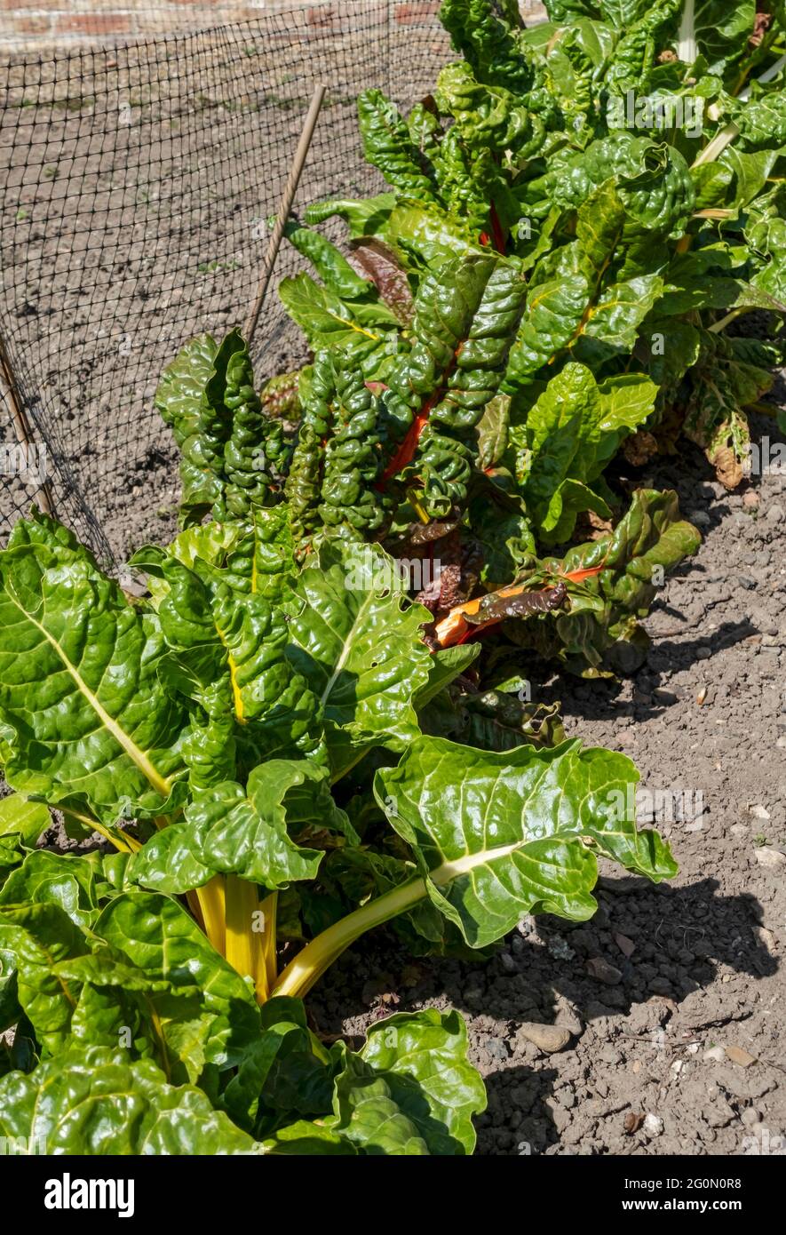 Rainbow chard plants growing leafy vegetables in vegetable veg plot ...