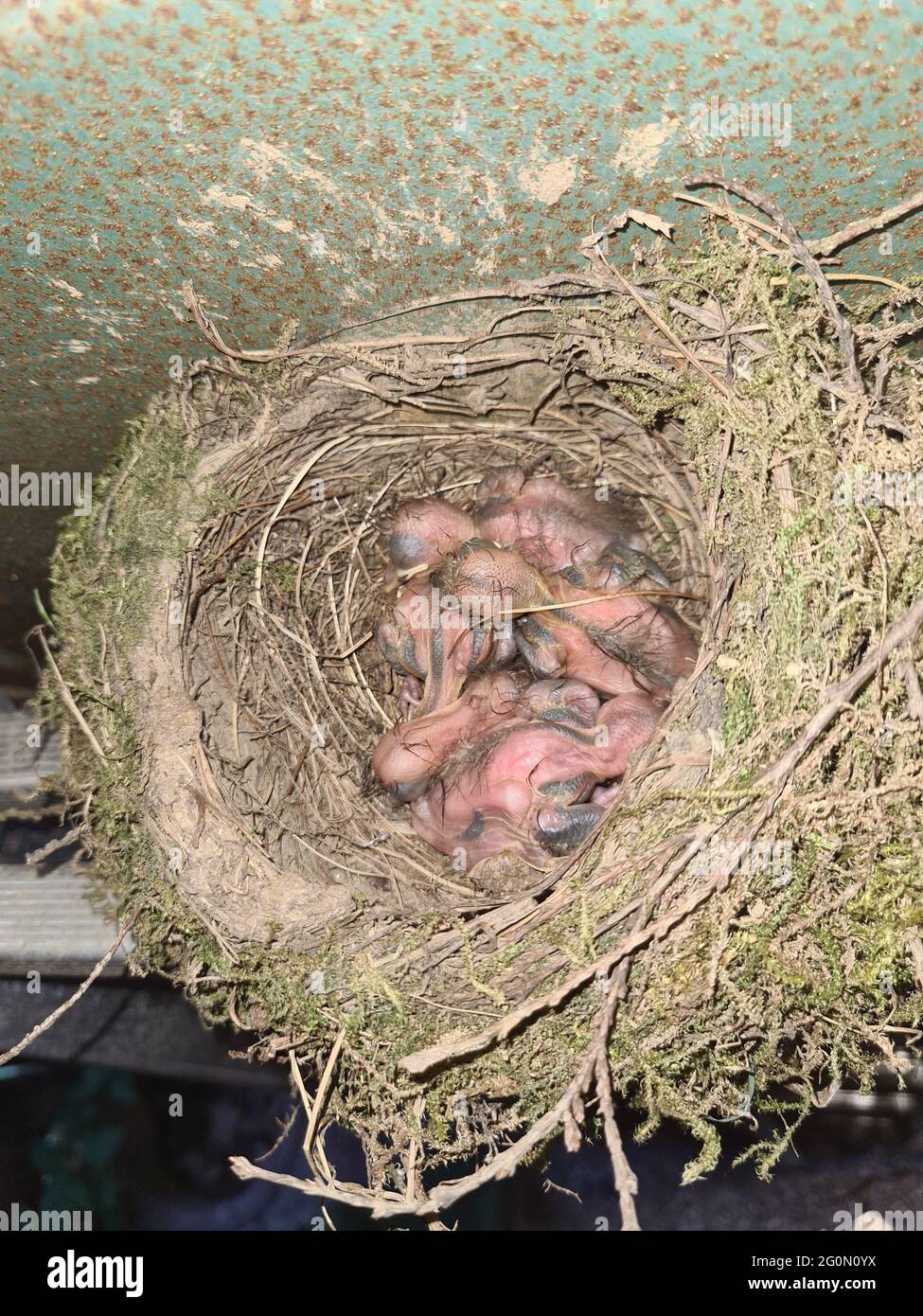Baby birds in a nest on a bough close near in spring in sunlight Stock ...