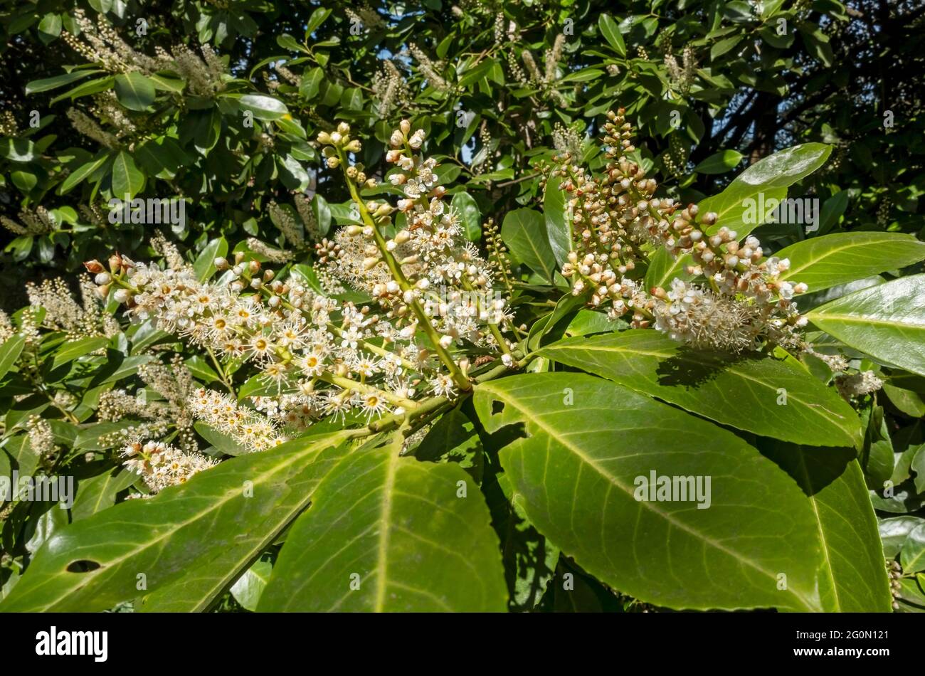 English Laurel High Resolution Stock Photography and Images - Alamy