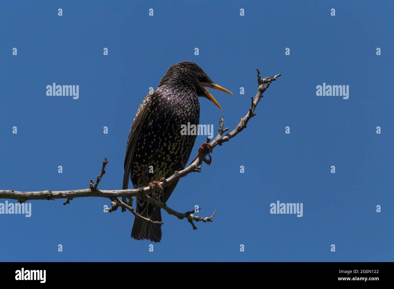 Singing on branch hi-res stock photography and images - Alamy