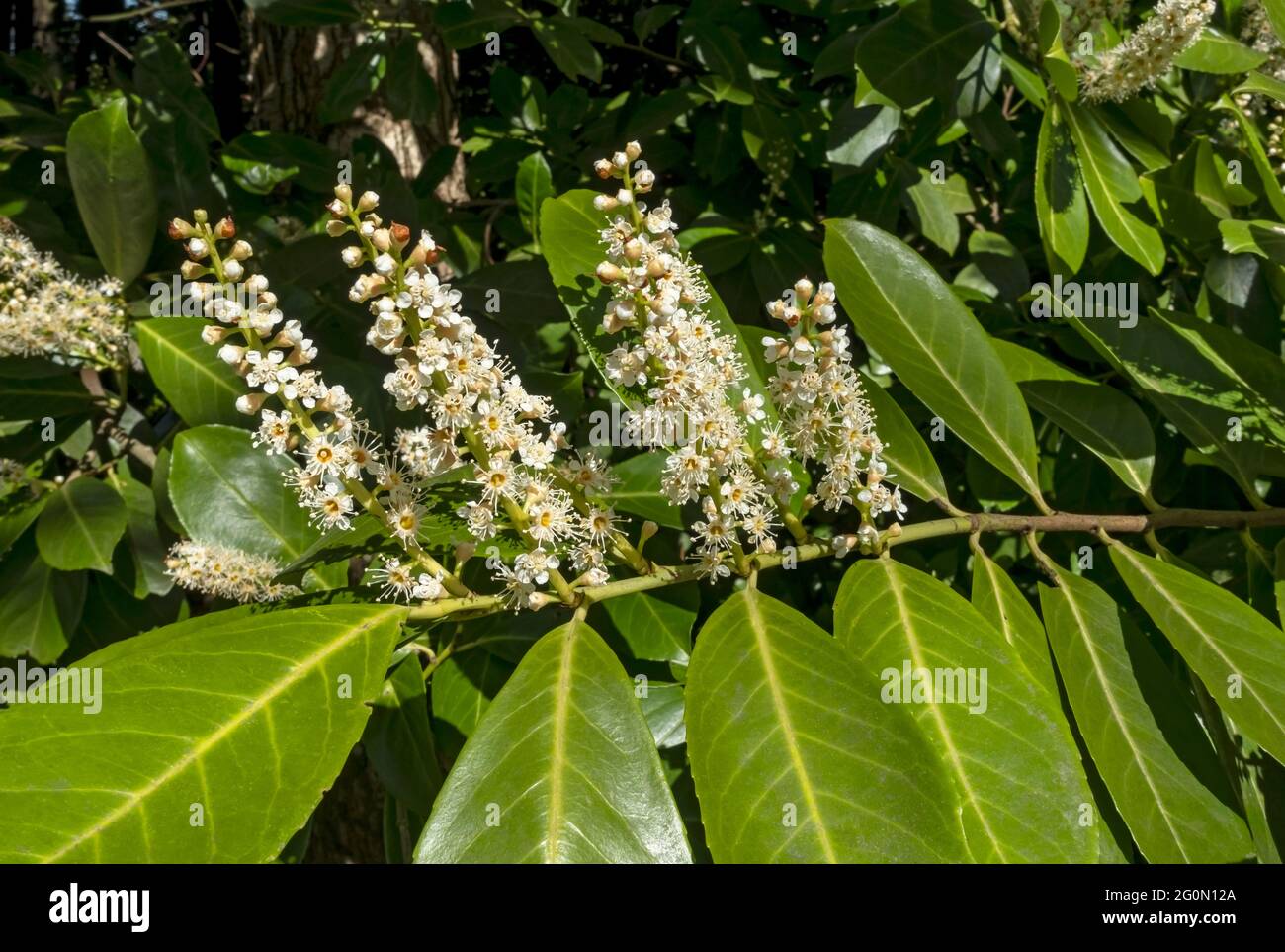 English Laurel High Resolution Stock Photography and Images - Alamy