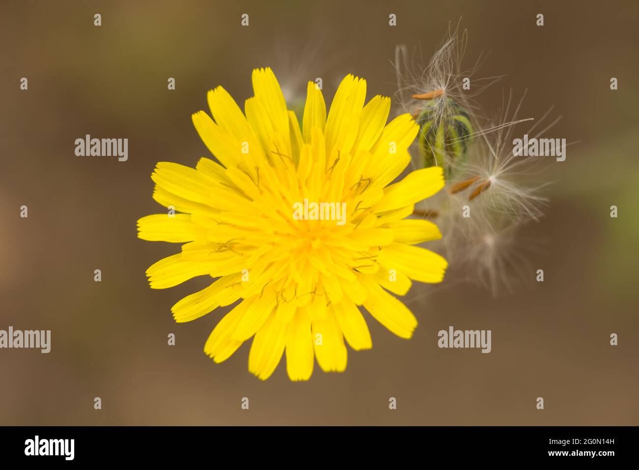 Flowers and grasses of different colors in the Mediterranean spring ...