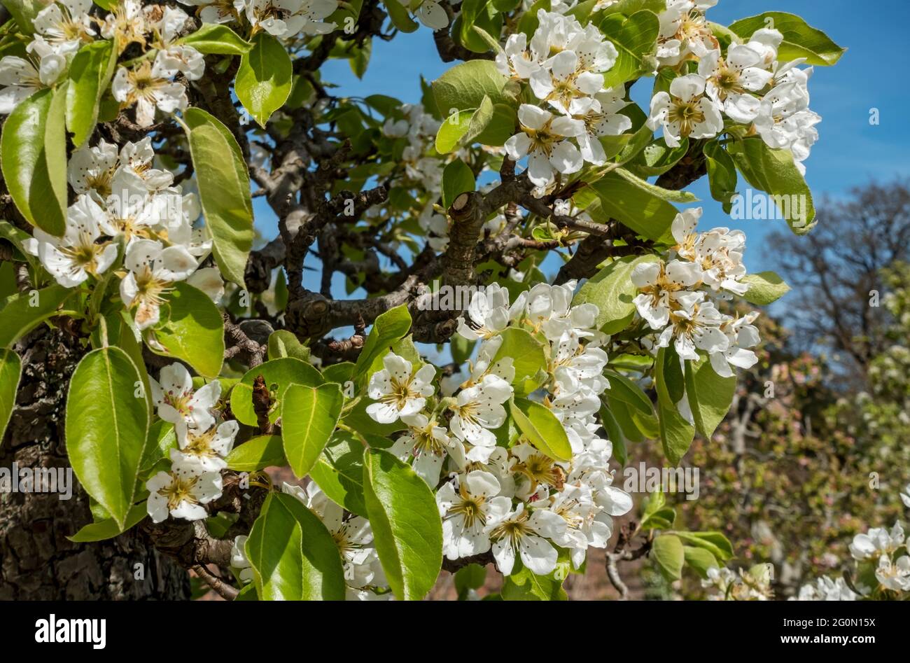 Pear tree uk hi-res stock photography and images - Alamy