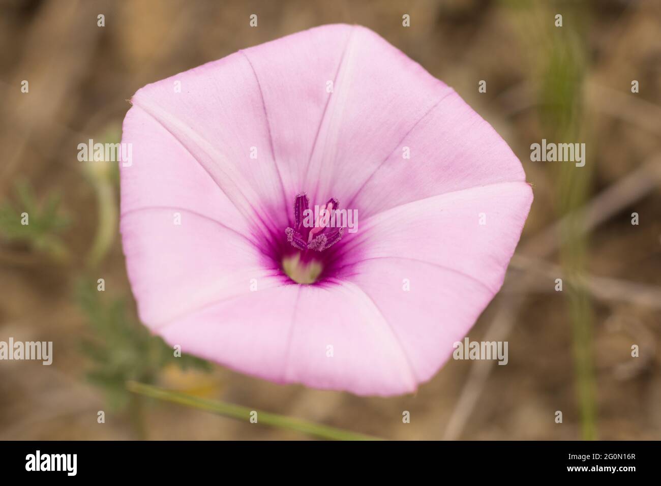 Flowers and grasses of different colors in the Mediterranean spring ...
