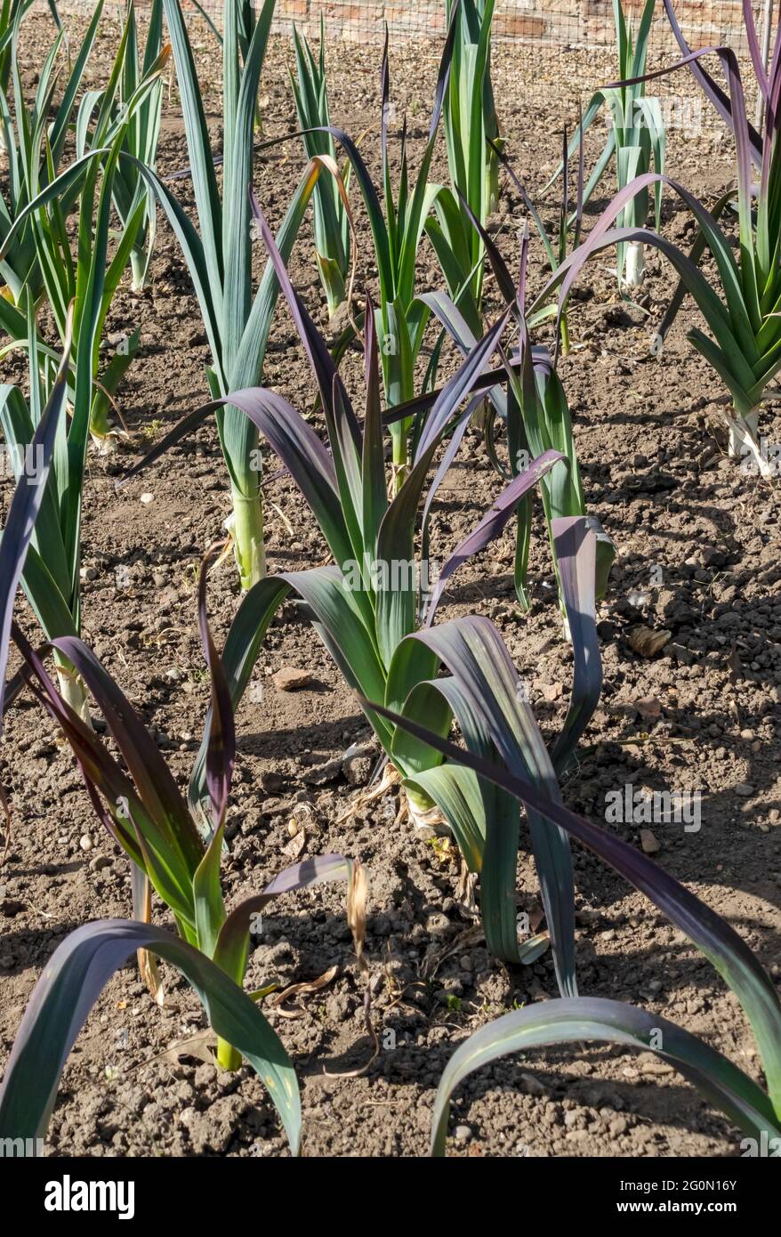 Vegetables grown on a plant hi-res stock photography and images - Alamy