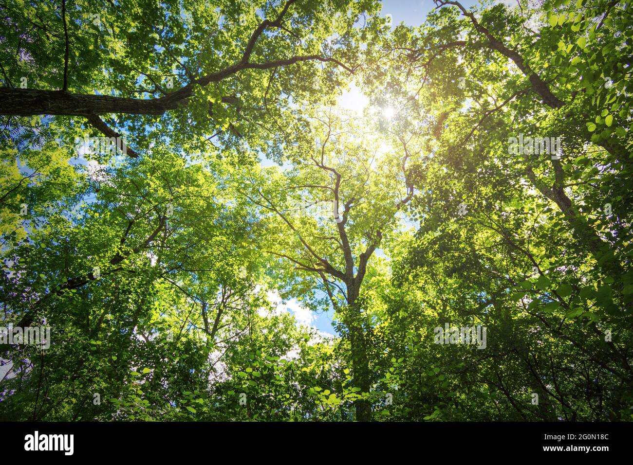 Overhead canopy hi-res stock photography and images - Alamy
