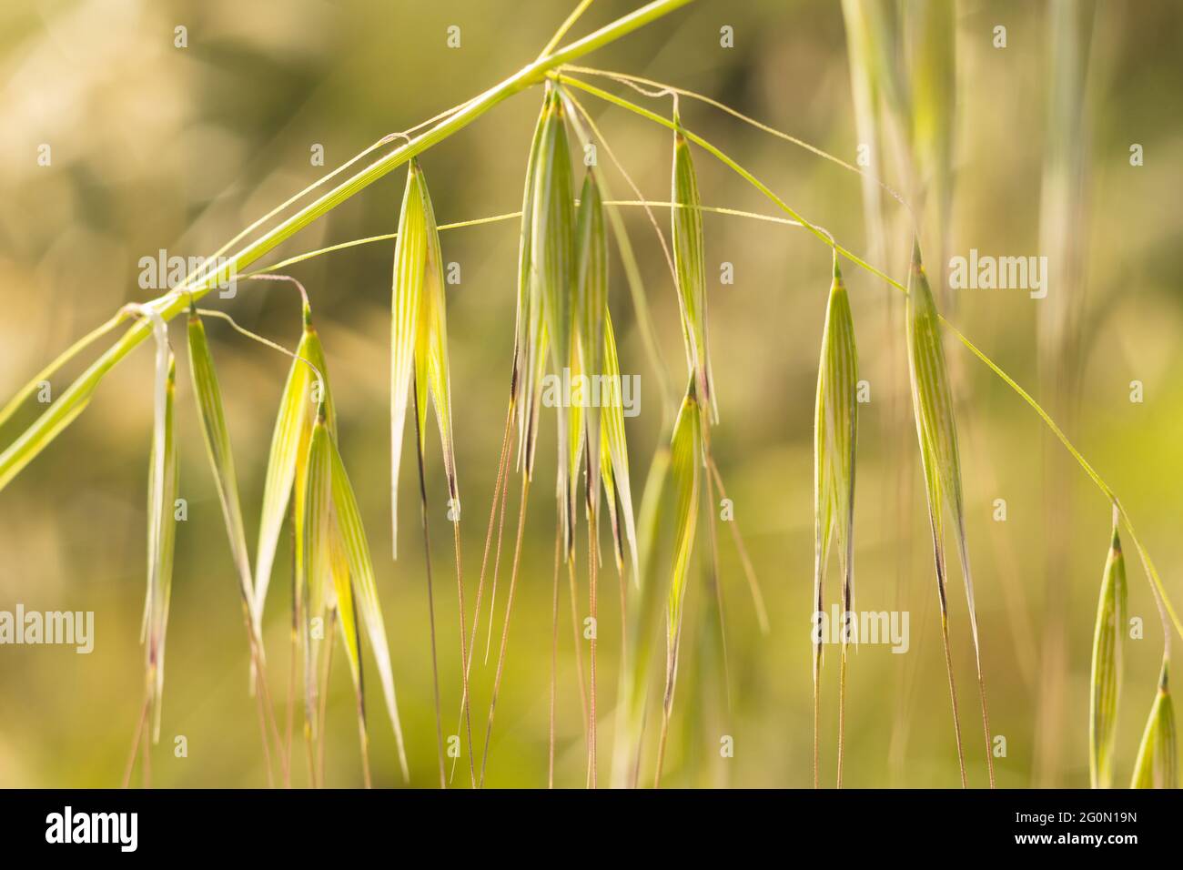 Flowers and grasses of different colors in the Mediterranean spring ...