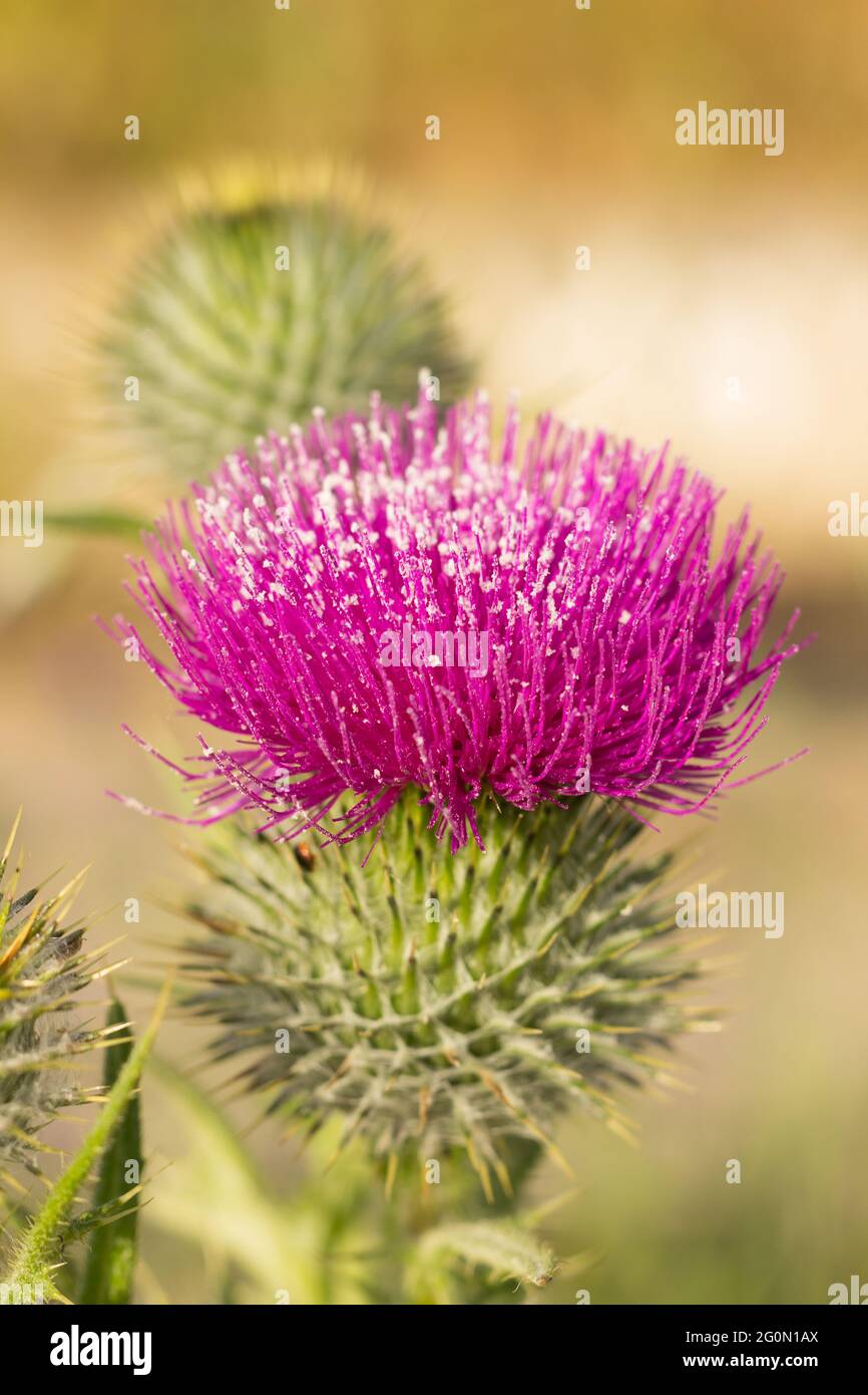 Flowers and grasses of different colors in the Mediterranean spring ...