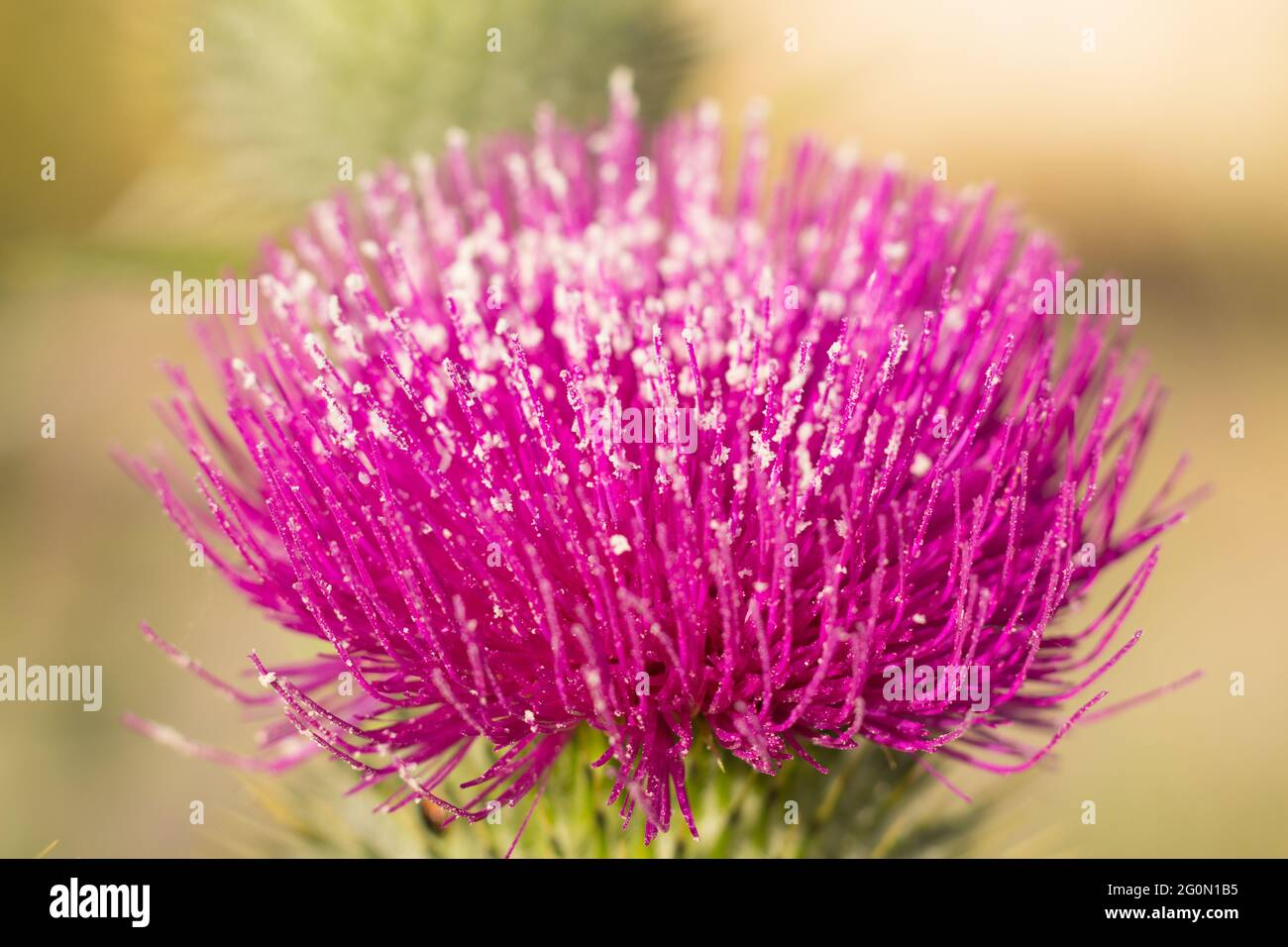 Flowers and grasses of different colors in the Mediterranean spring ...