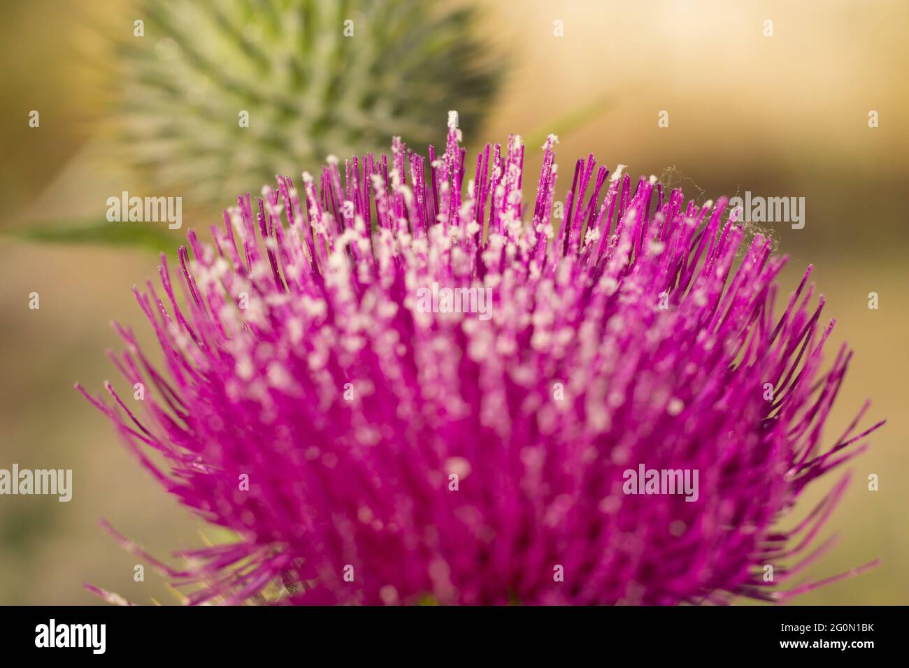 Flowers and grasses of different colors in the Mediterranean spring ...