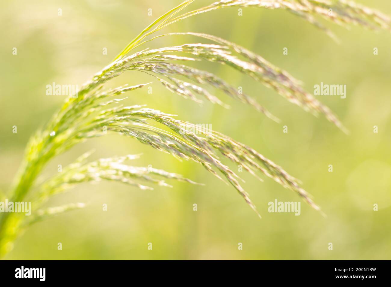 Flowers and grasses of different colors in the Mediterranean spring ...