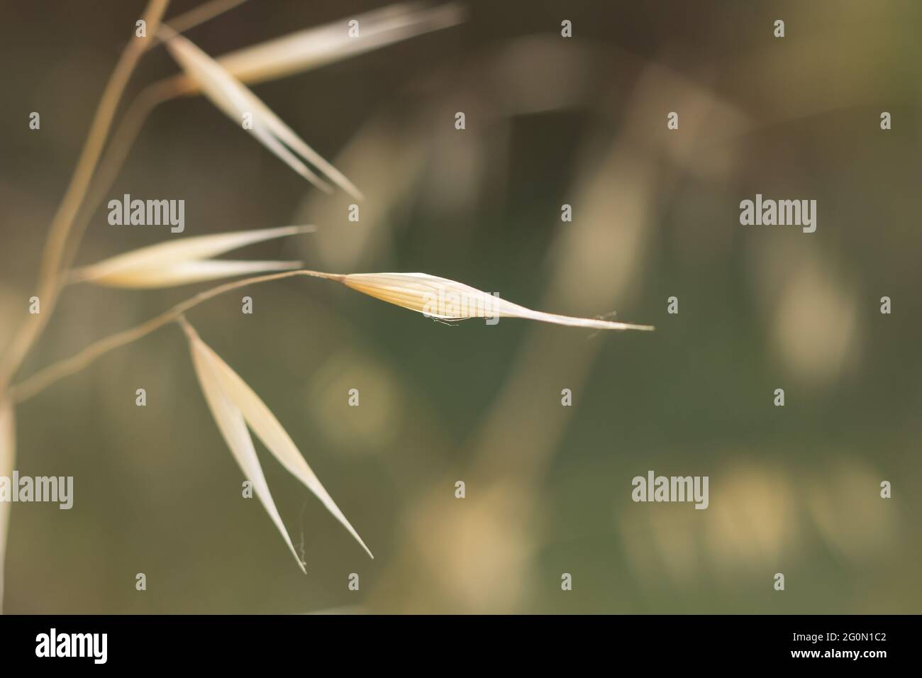 Flowers and grasses of different colors in the Mediterranean spring ...
