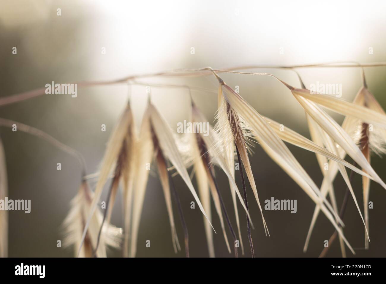 Flowers and grasses of different colors in the Mediterranean spring ...