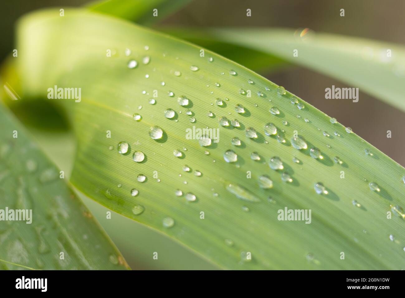 detail of early morning dewdrops on a green cane leaf. Variety of drops ...
