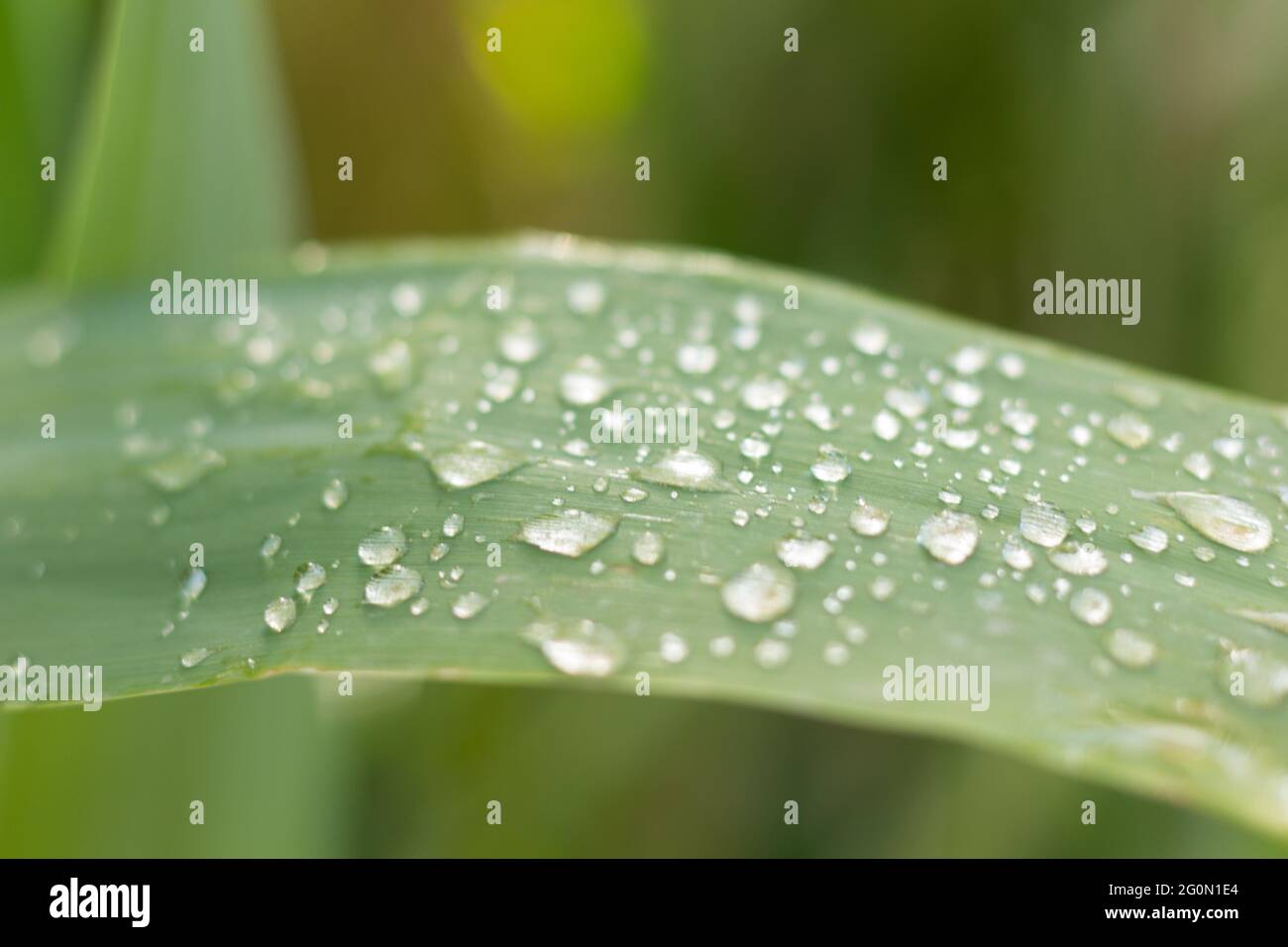 detail of early morning dewdrops on a green cane leaf. Variety of drops ...