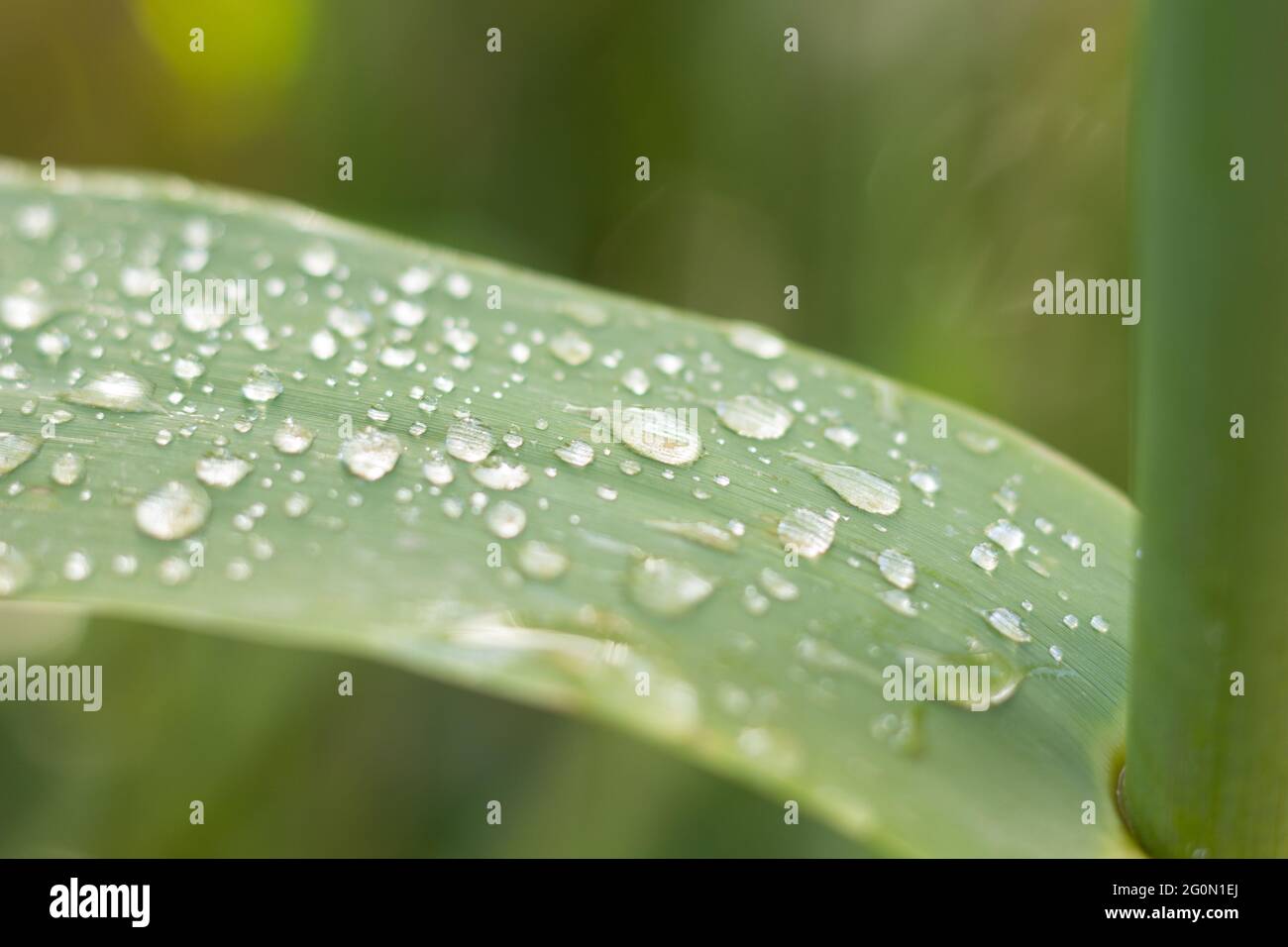 detail of early morning dewdrops on a green cane leaf. Variety of drops ...