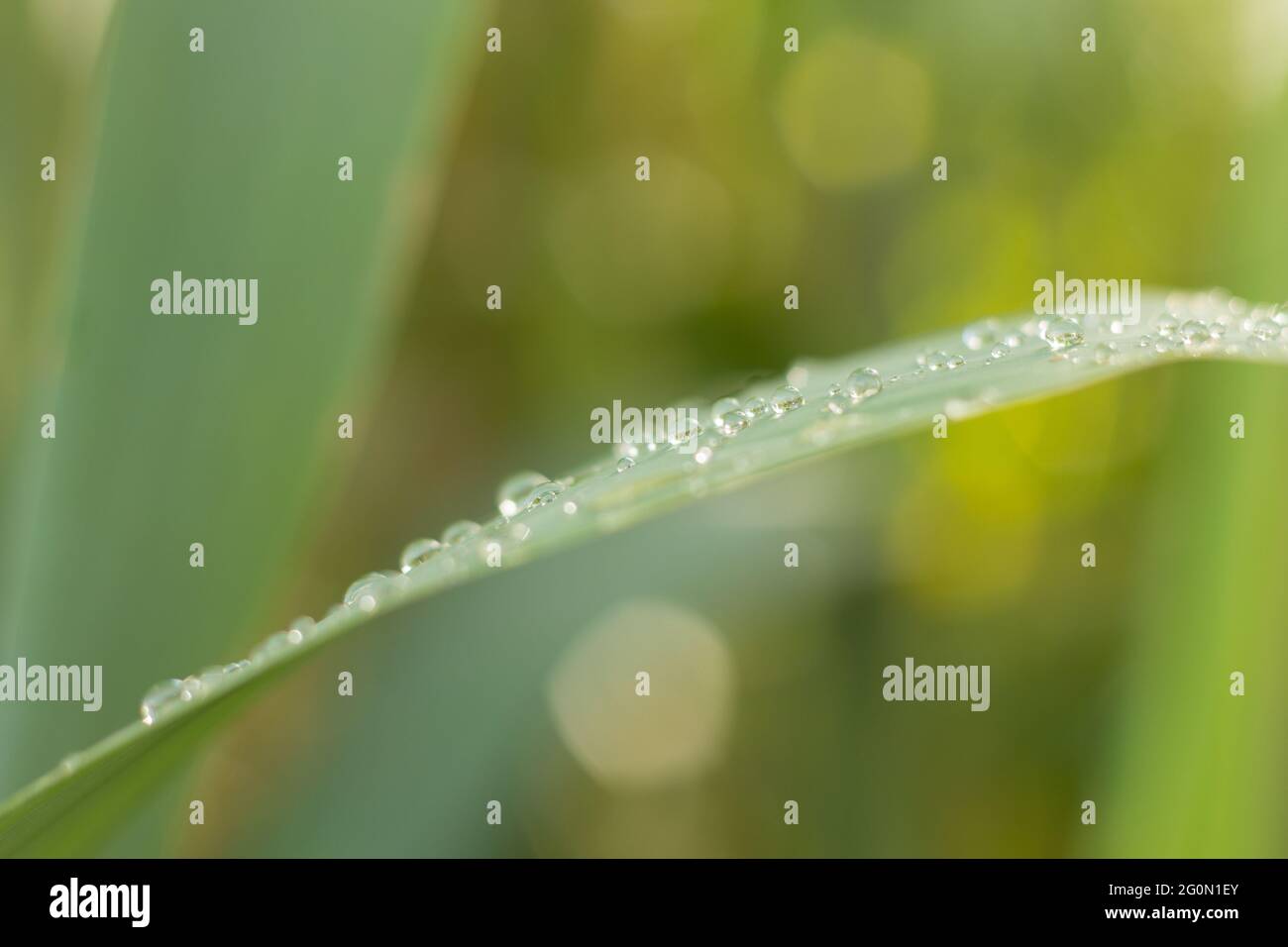 detail of early morning dewdrops on a green cane leaf. Variety of drops ...