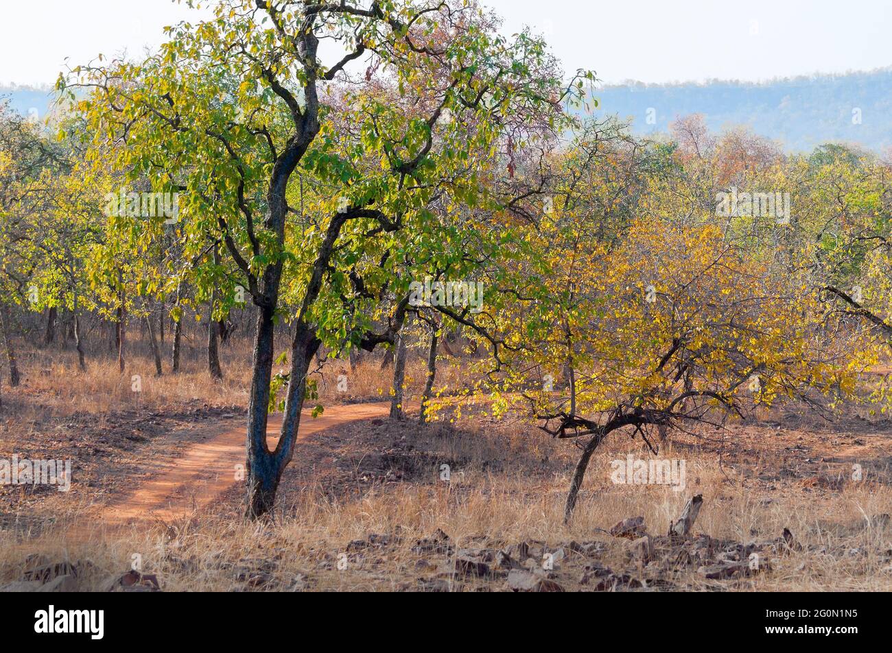 Beautiful Panna forest at Panna National Park, Madhya Pradesh, India ...
