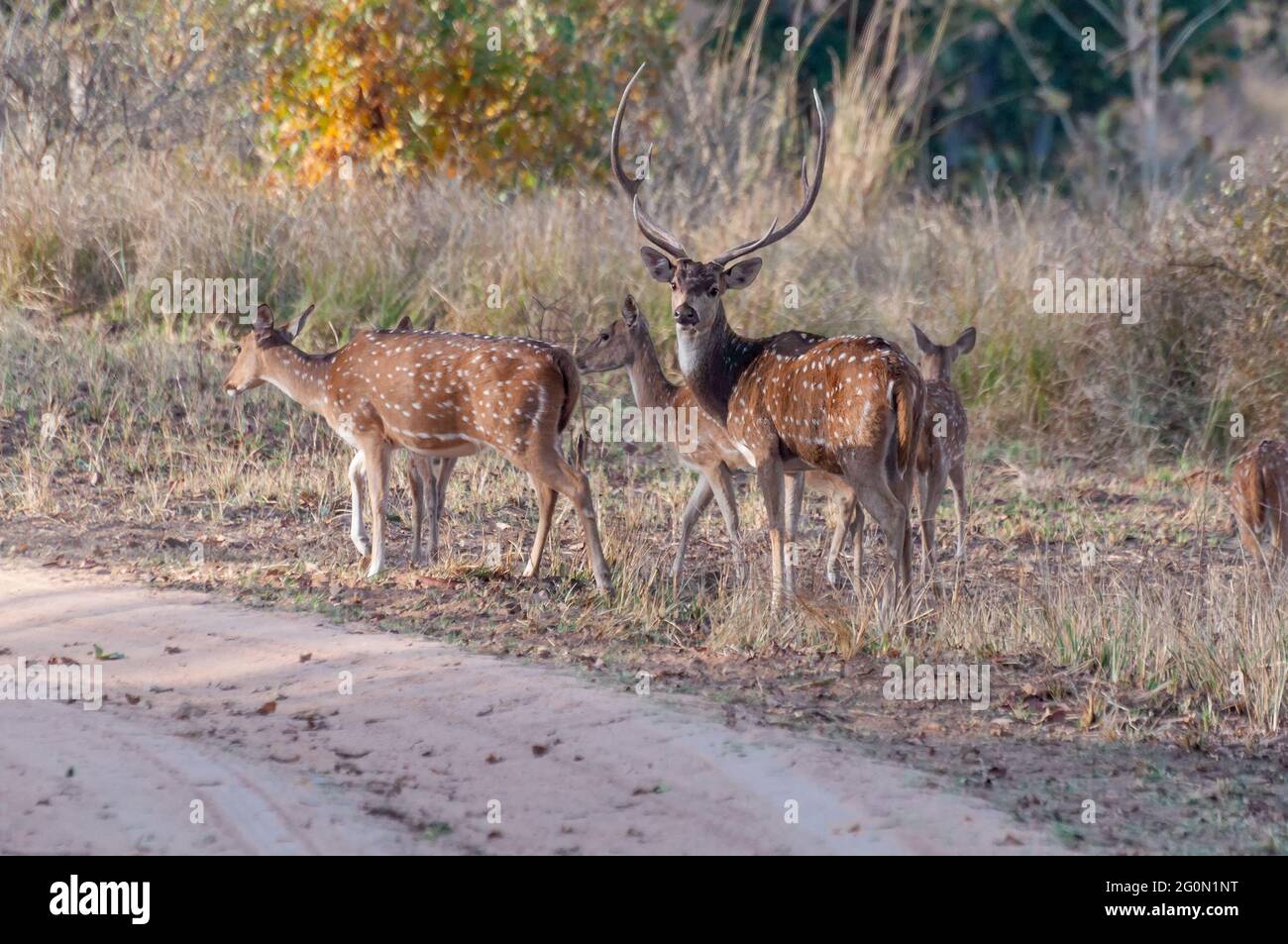 Beautiful image of group of deers , front facing the camera at Panna ...