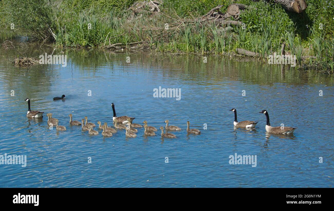 Family of Canadian geese Stock Photo - Alamy