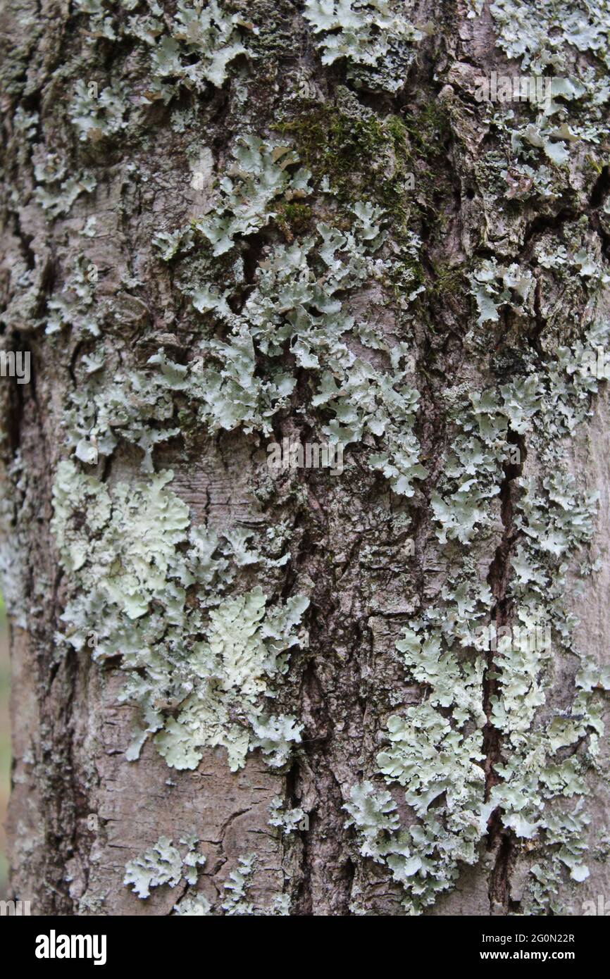Light Green Lichens on Maple Tree Bark Stock Photo - Alamy