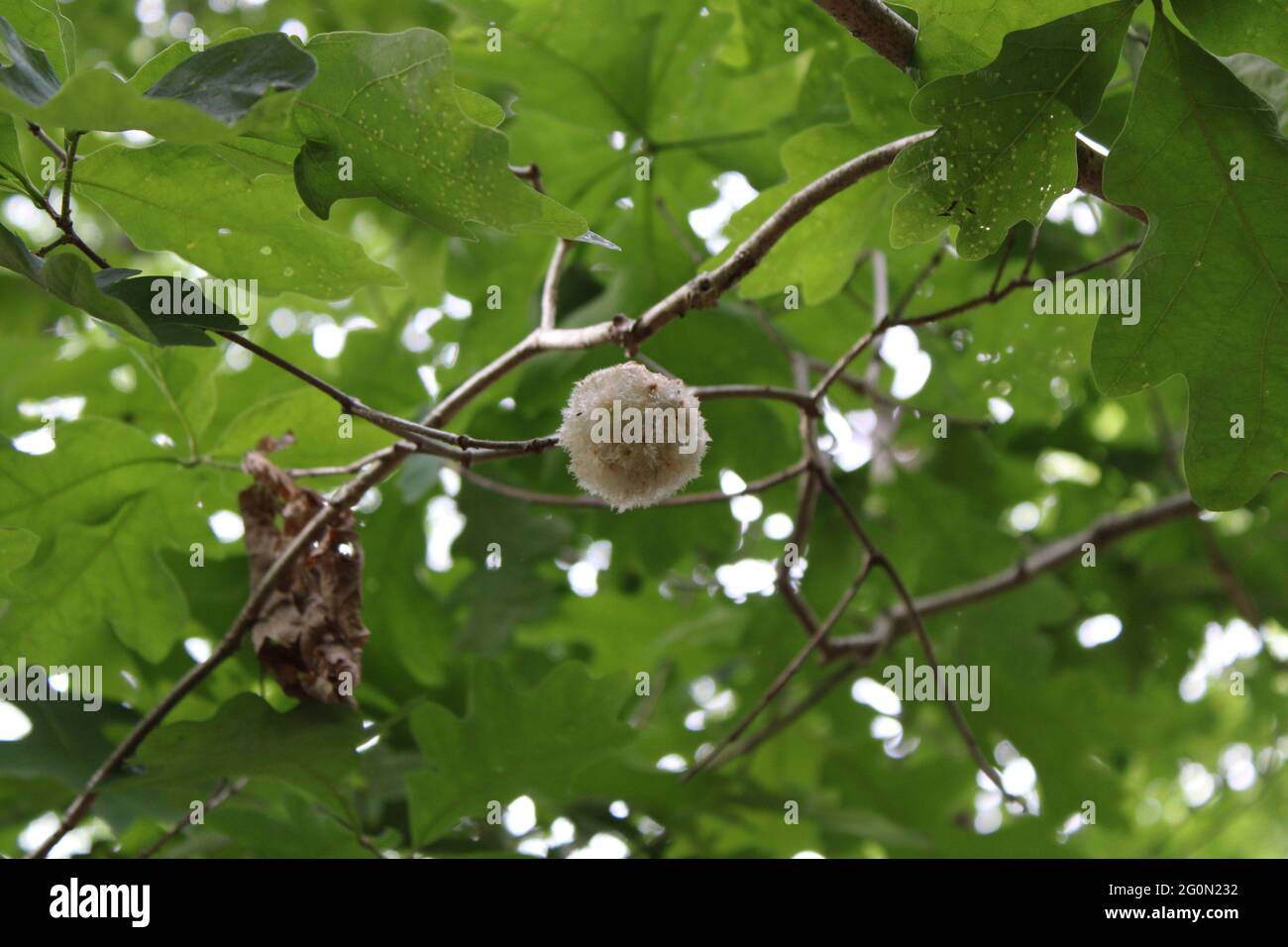 Wooly Gall Wasp Nest Stock Photo - Alamy