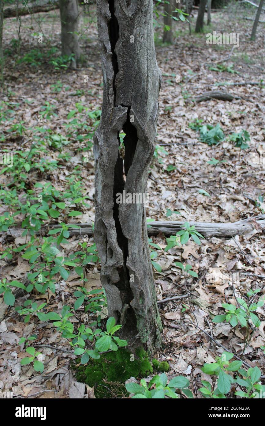 A Split in an Old Dead Tree Stock Photo - Alamy