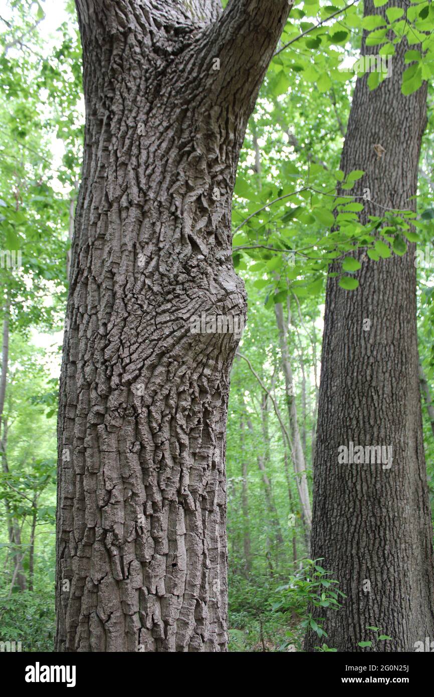 A Large Bump on a Tree Trunk Stock Photo - Alamy