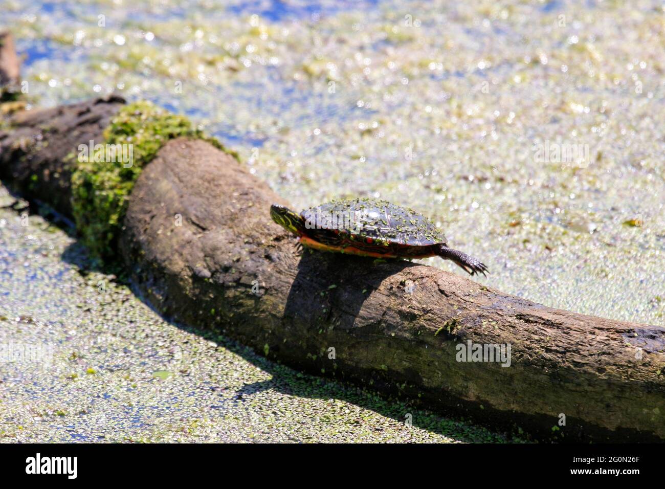 Painted turtle claws hi-res stock photography and images - Alamy