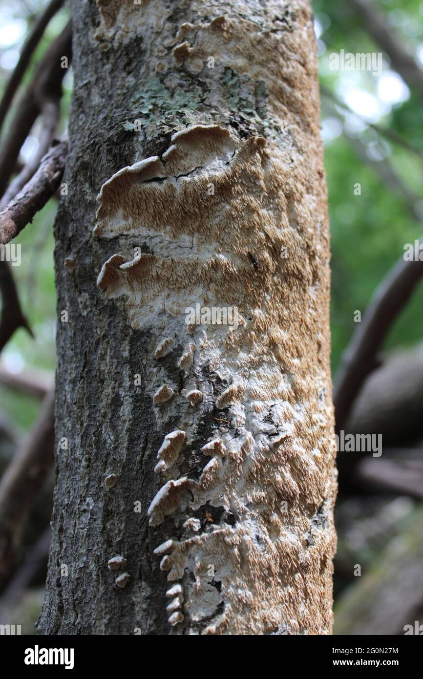 Alien fungus hi-res stock photography and images - Alamy