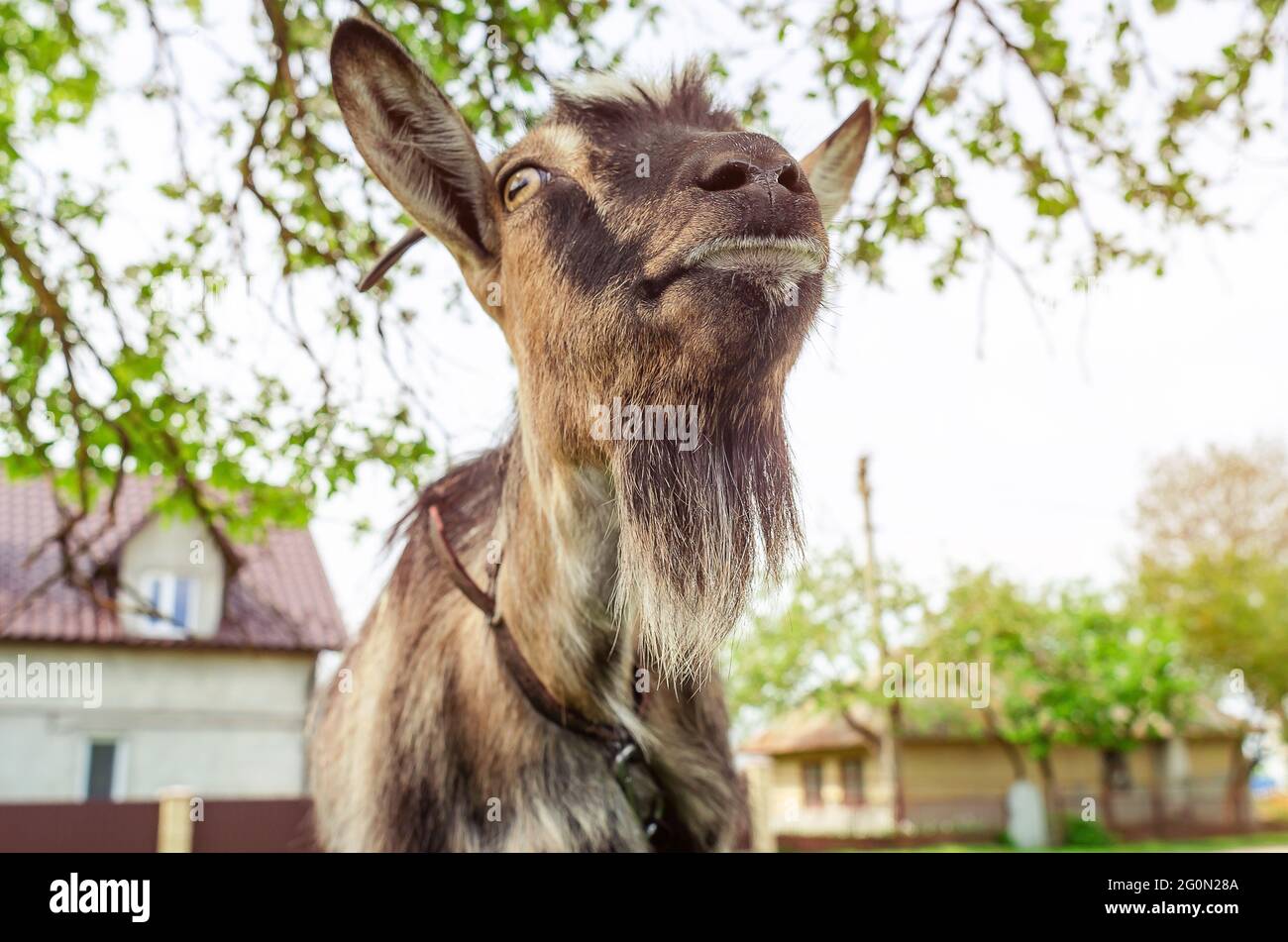 Portrait of goat looking at camera. Grazes in village near house Stock ...