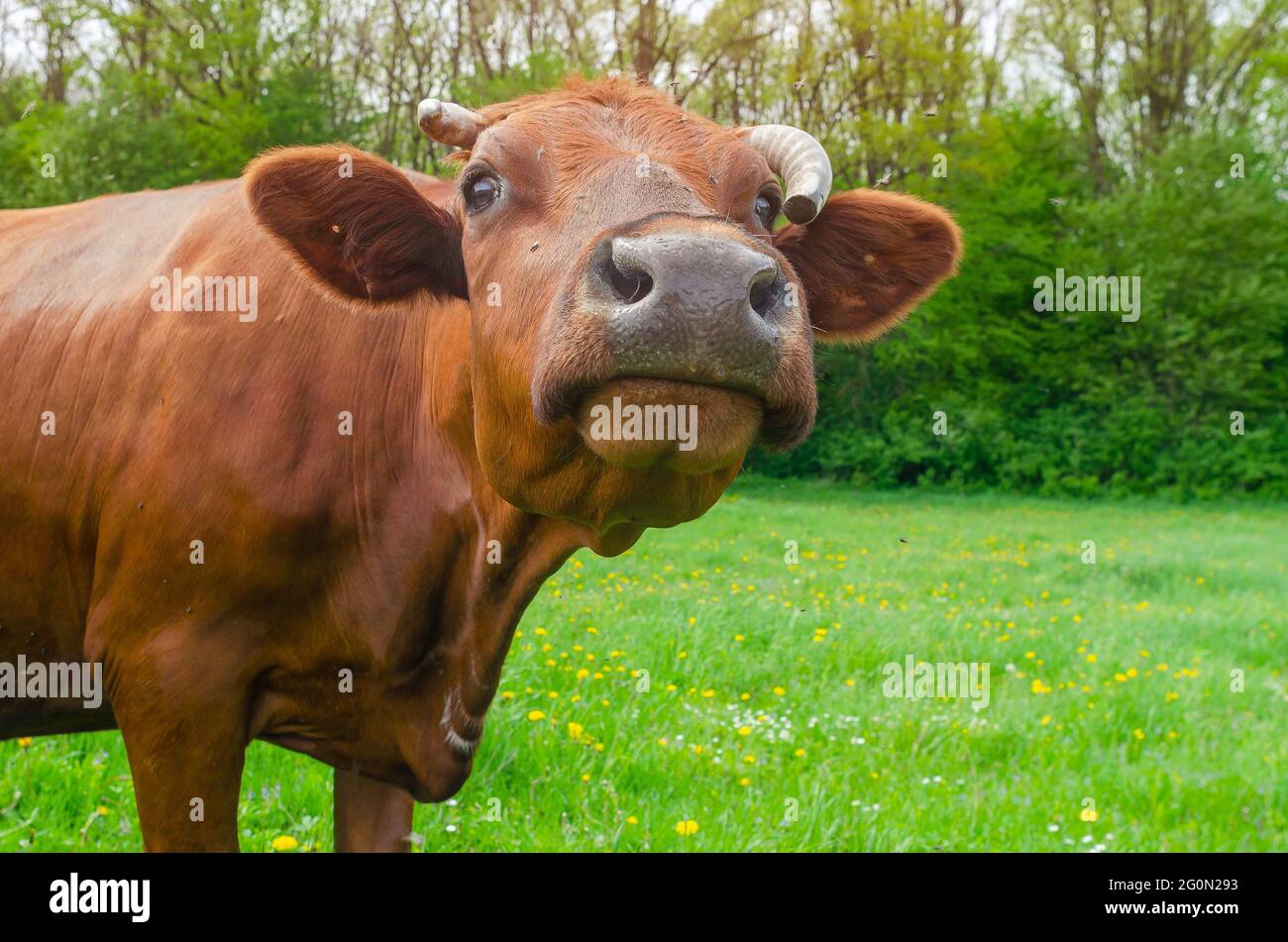 Brown cow with broken horn looks into camera on background of green ...