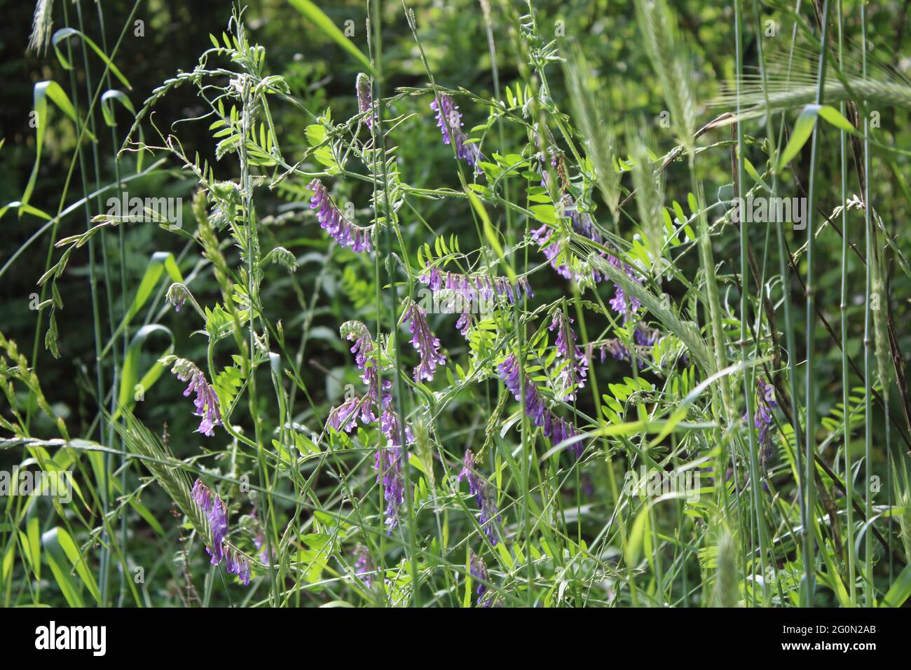 Fodder vetch or winter vetch hi-res stock photography and images - Alamy