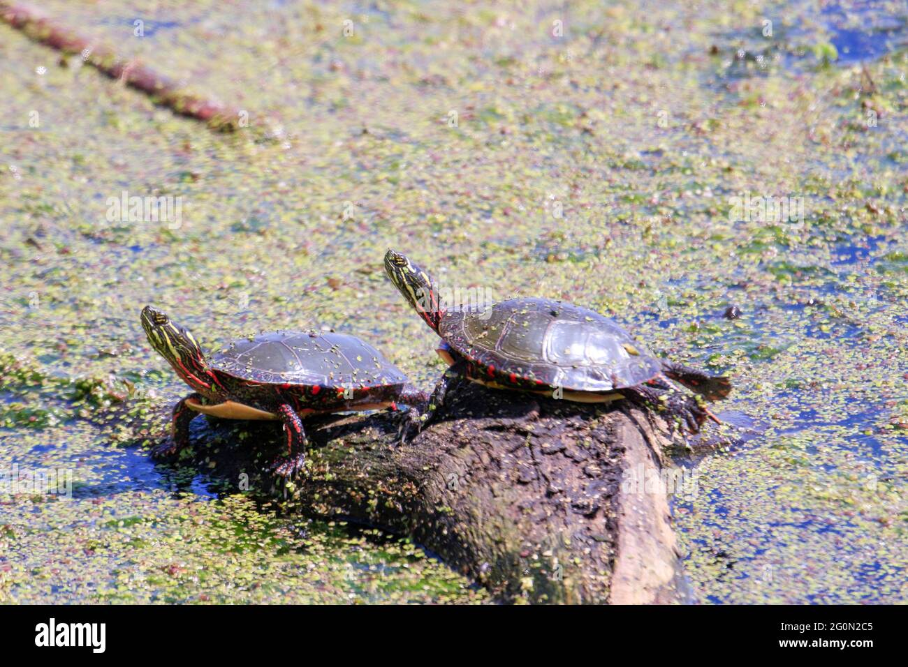 Lots of turtles basking at a pond Stock Photo - Alamy